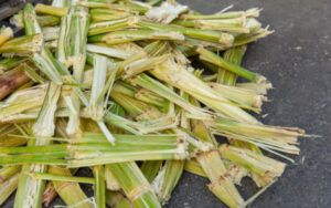 What is bagasse: Properties, How its Made and Where - Hongren